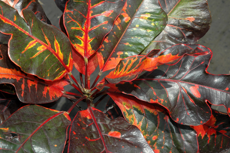 SYBIL GRIFFIN - Palmpedia - Palm Grower's Guide