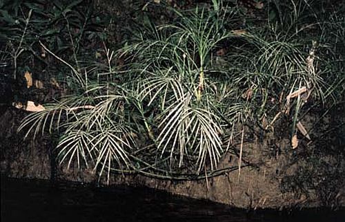 Pinanga rivularis - Palmpedia - Palm Grower's Guide