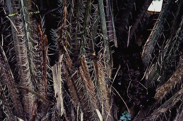 Salacca secunda - Palmpedia - Palm Grower's Guide