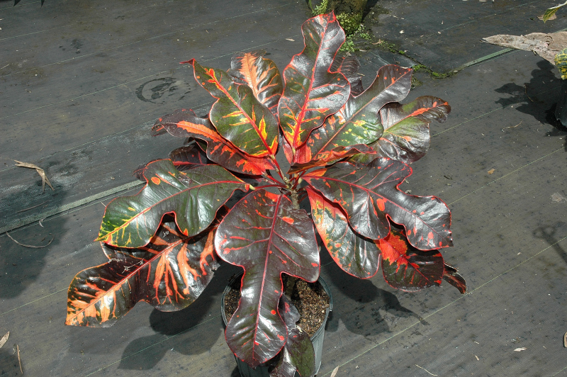 SYBIL GRIFFIN - Palmpedia - Palm Grower's Guide