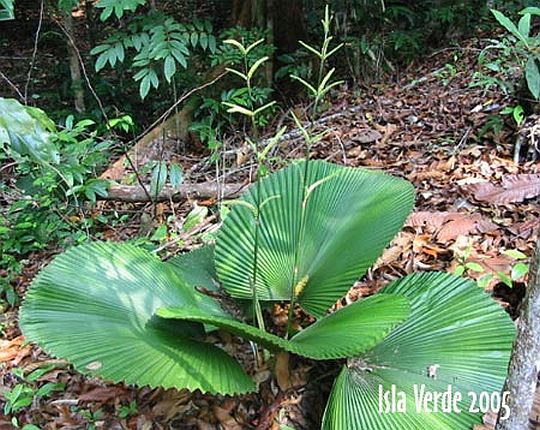Licuala orbicularis - Palmpedia - Palm Grower's Guide