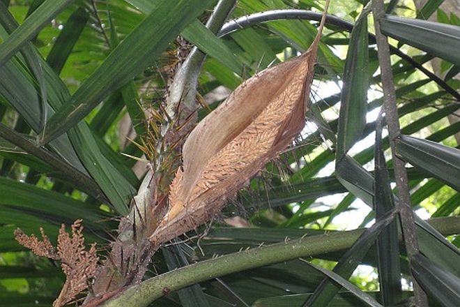 Daemonorops grandis - Palmpedia - Palm Grower's Guide