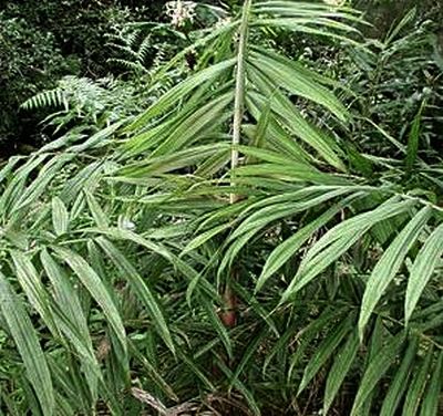 Dypsis rivularis - Palmpedia - Palm Grower's Guide
