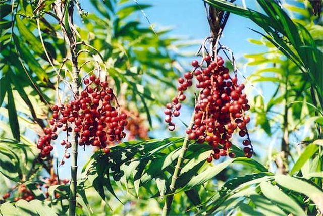 Chamaedorea microspadix - Palmpedia - Palm Grower's Guide