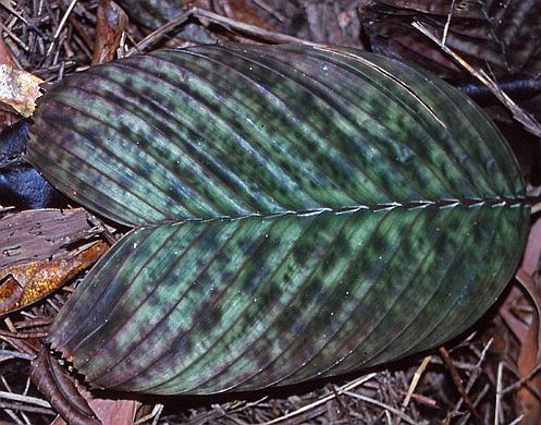 Pinanga veitchii - Palmpedia - Palm Grower's Guide