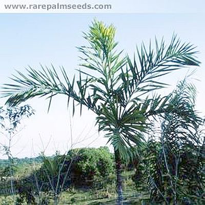 Bactris ferruginea - Palmpedia - Palm Grower's Guide