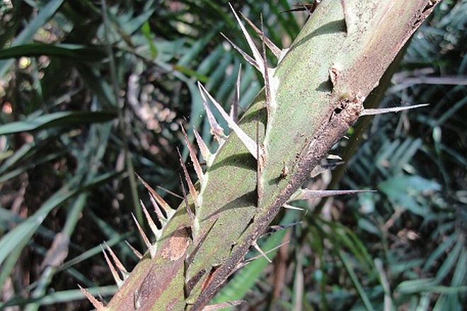 Daemonorops grandis - Palmpedia - Palm Grower's Guide