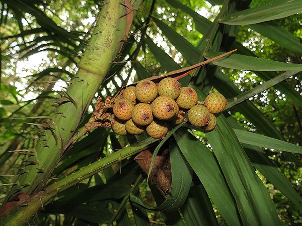 Daemonorops grandis - Palmpedia - Palm Grower's Guide