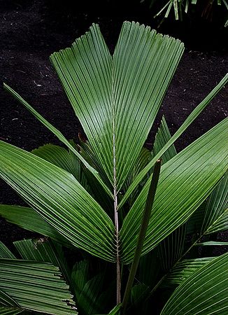 Reinhardtia latisecta - Palmpedia - Palm Grower's Guide