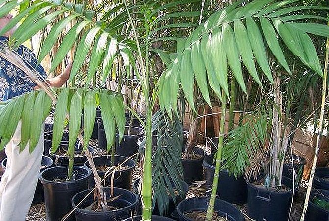 Chamaedorea tepejilote - Palmpedia - Palm Grower's Guide