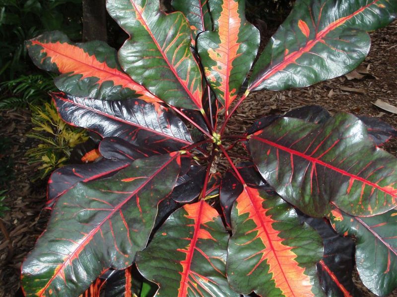 SYBIL GRIFFIN - Palmpedia - Palm Grower's Guide