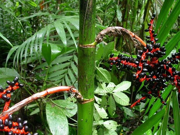 Chamaedorea tepejilote - Palmpedia - Palm Grower's Guide