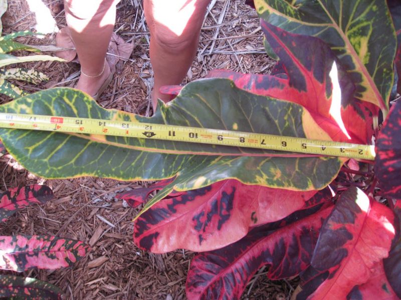 SYBIL GRIFFIN - Palmpedia - Palm Grower's Guide