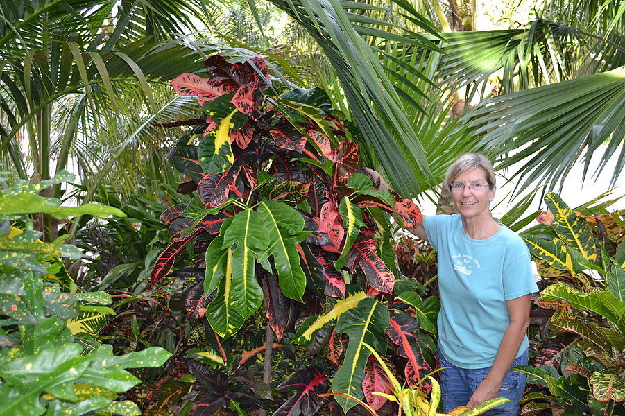 SYBIL GRIFFIN - Palmpedia - Palm Grower's Guide