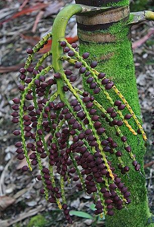 Pinanga batanensis - Palmpedia - Palm Grower's Guide
