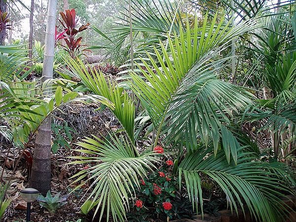 Cyphophoenix alba - Palmpedia - Palm Grower's Guide