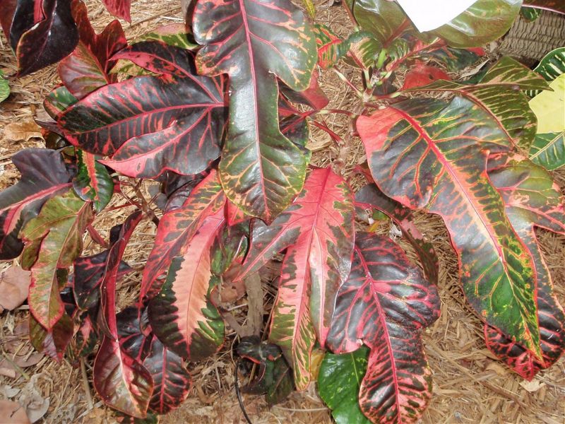 SYBIL GRIFFIN - Palmpedia - Palm Grower's Guide