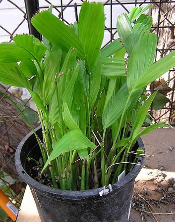 Chamaedorea tepejilote - Palmpedia - Palm Grower's Guide
