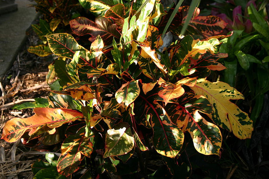 SYBIL GRIFFIN - Palmpedia - Palm Grower's Guide