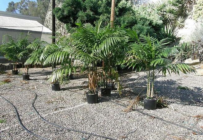 Chamaedorea tepejilote - Palmpedia - Palm Grower's Guide